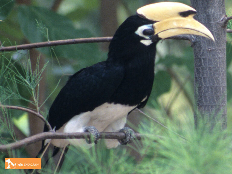 Cách nuôi chim cao cát đúng kỹ thuật, sống lâu | thucanh