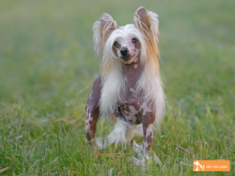 Chó Chinese Crested là gì? Cách nuôi dạy đúng cách, thông minh