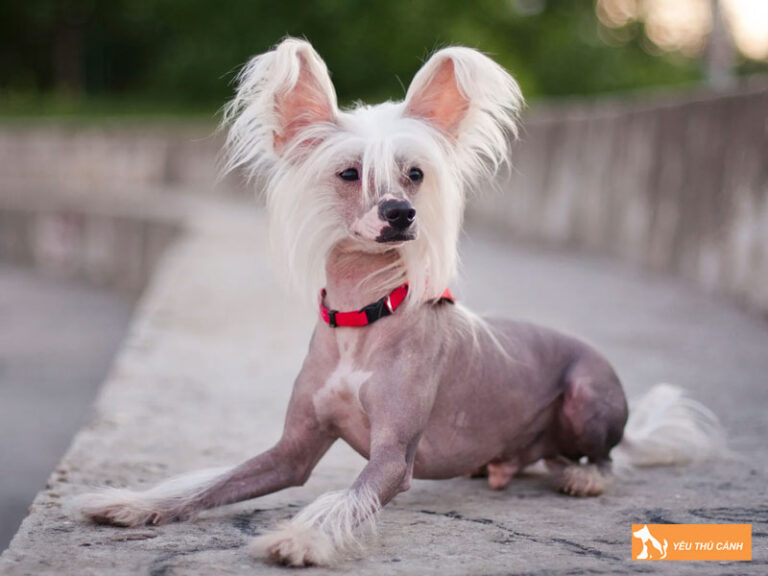 Chó Chinese Crested là gì? Cách nuôi dạy đúng cách, thông minh