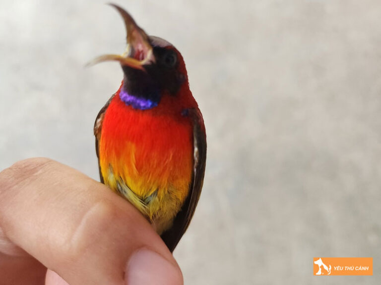 Cách nuôi chim hút mật ngực lửa sống lâu, khỏe mạnh