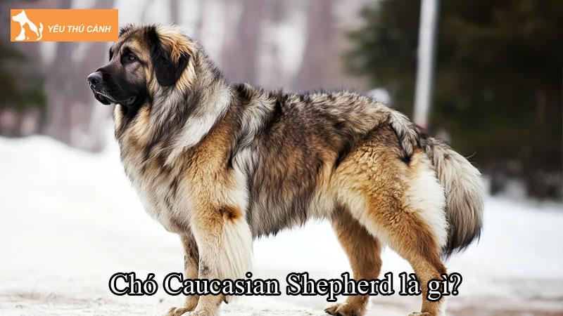 Chó Caucasian Shepherd là gì? Hướng dẫn nuôi đúng kỹ thuật