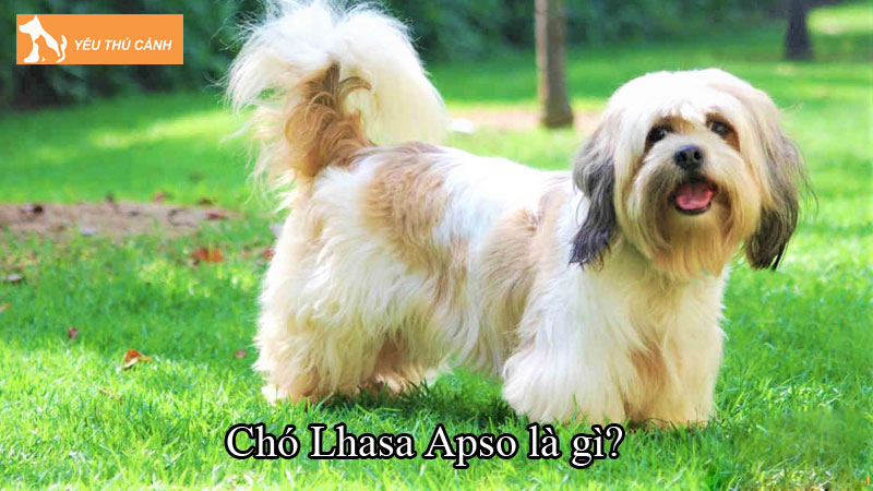 Chó Lhasa Apso là gì? Khám phá kỹ thuật nuôi chó khỏe đẹp