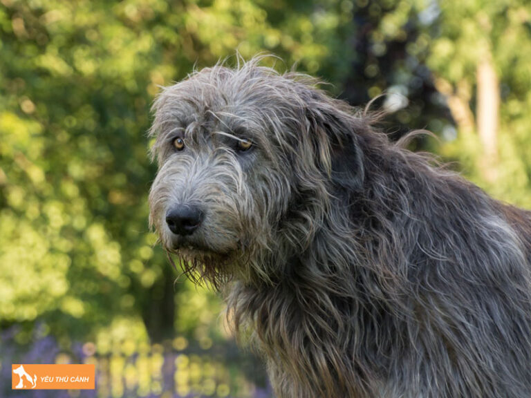 Chó Irish Wolfhound là gì? Cách nuôi đúng kỹ thuật, hiệu quả