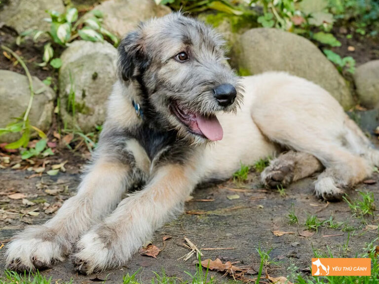 Chó Irish Wolfhound là gì? Cách nuôi đúng kỹ thuật, hiệu quả
