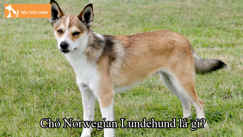 Chó Norwegian Lundehund là gì? Tìm hiểu cách nuôi hiệu quả