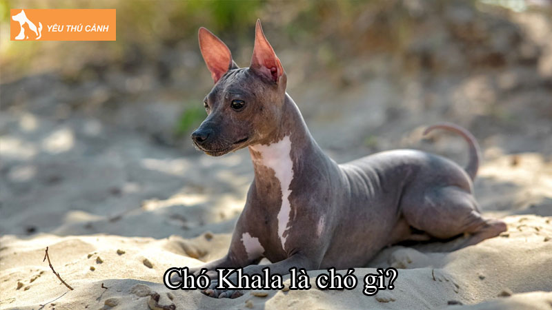Chó Khala là chó gì? Hướng dẫn nuôi từ A-Z cực dễ cho người mới