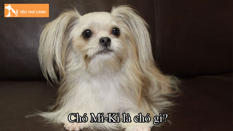 Giống chó Phốc là gì? Kinh nghiệm nuôi và những điều cần biết
