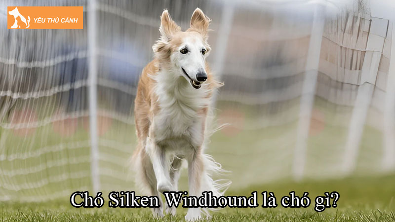 Chó Silken Windhound là chó gì? Cách nuôi chó đẹp, hiền hòa