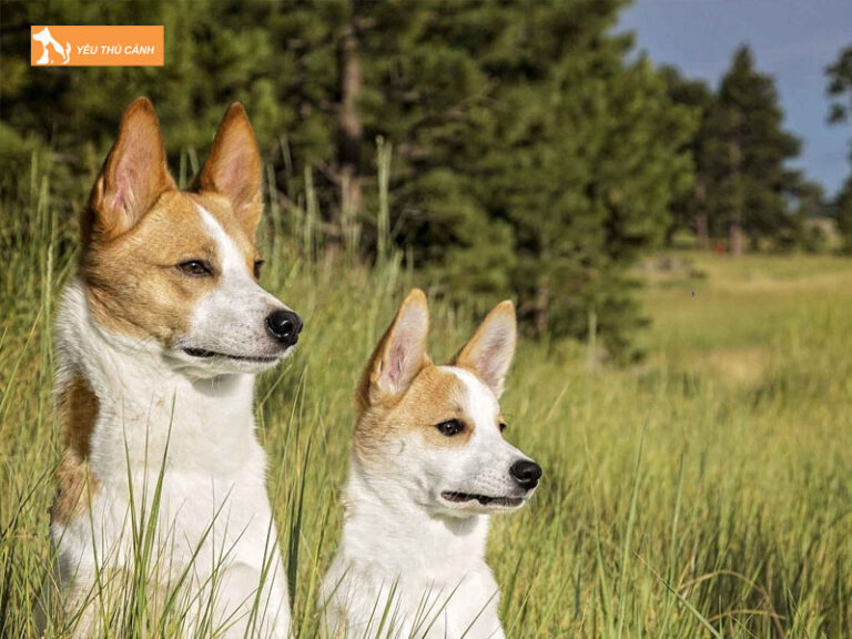 Chó Norrbottenspets là chó gì? Nuôi làm sao để chó khỏe mạnh?