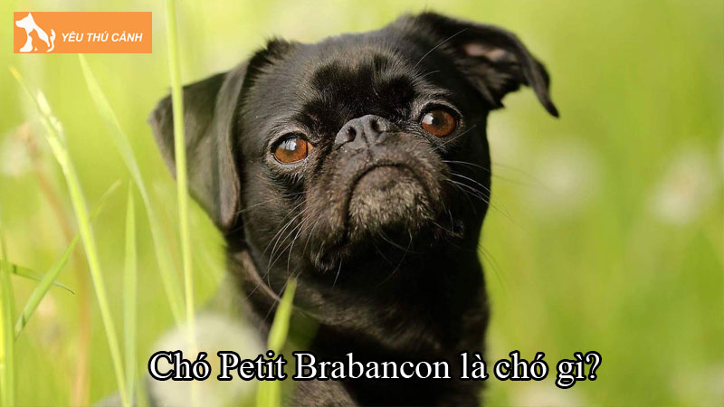 Chó Petit Brabancon là chó gì? Cách nuôi chó chi tiết, hiệu quả