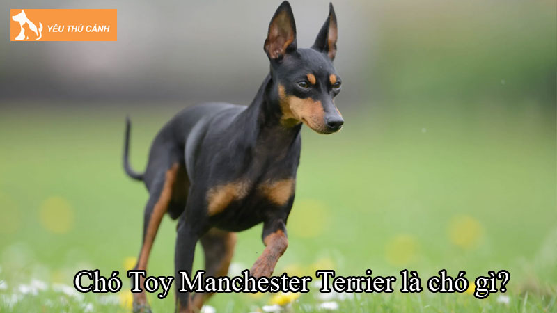Chó Toy Manchester Terrier là chó gì? Cách nuôi chó khoa học